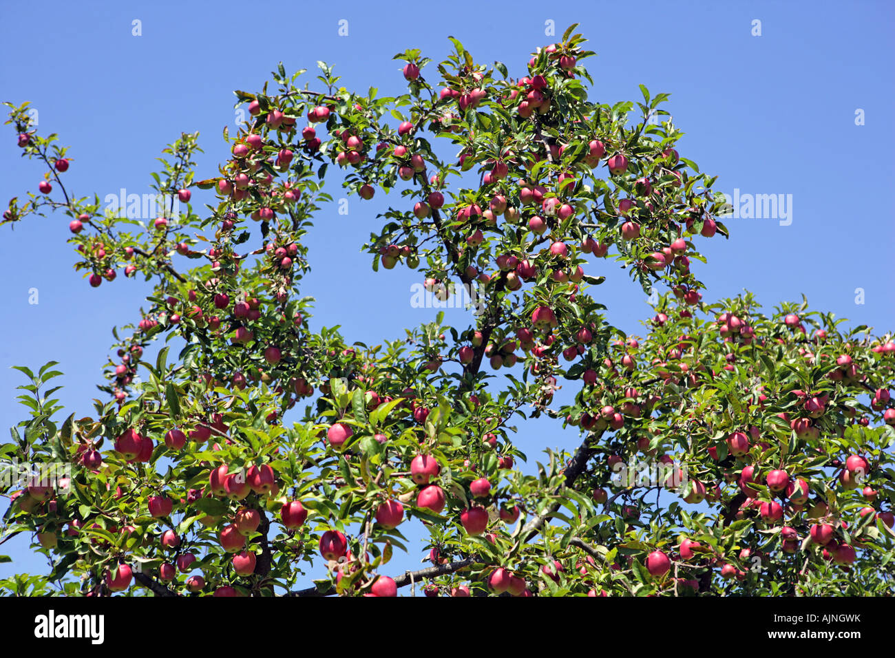 Appletrees hi-res stock photography and images - Alamy