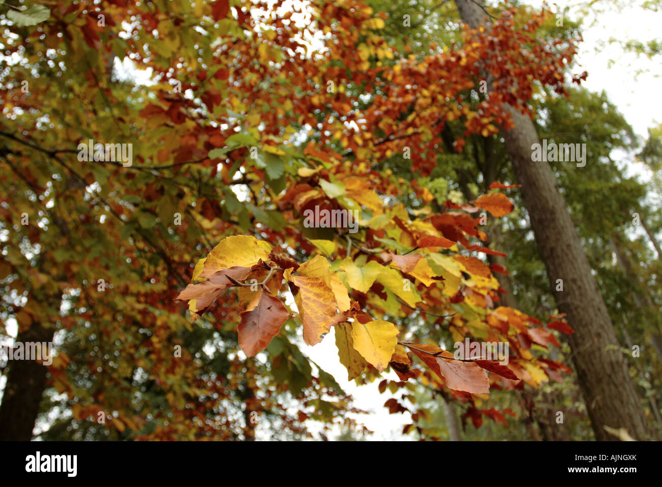 Autumn colours Leaves turning in October Stock Photo - Alamy