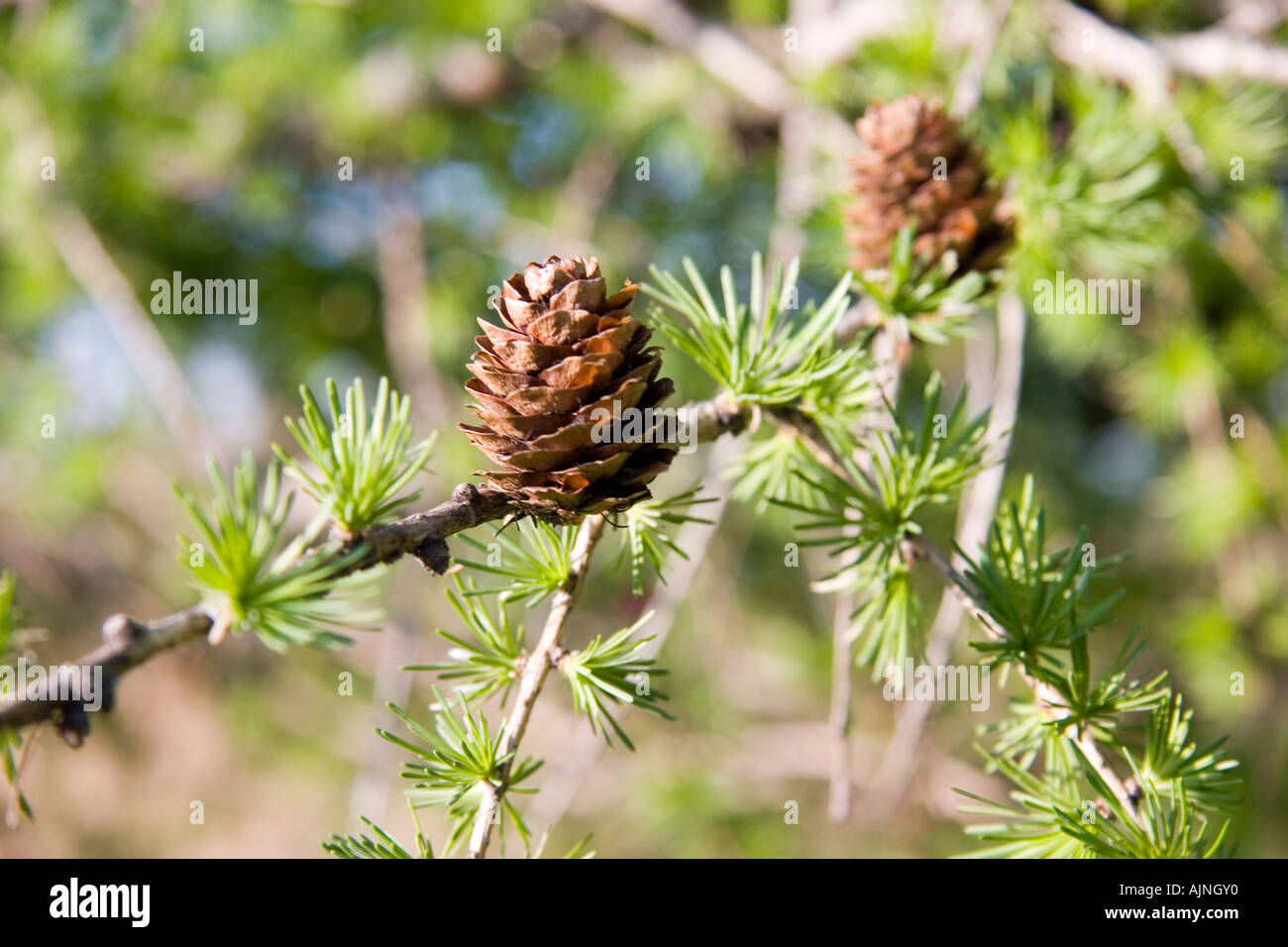 Budding cone hi-res stock photography and images - Alamy