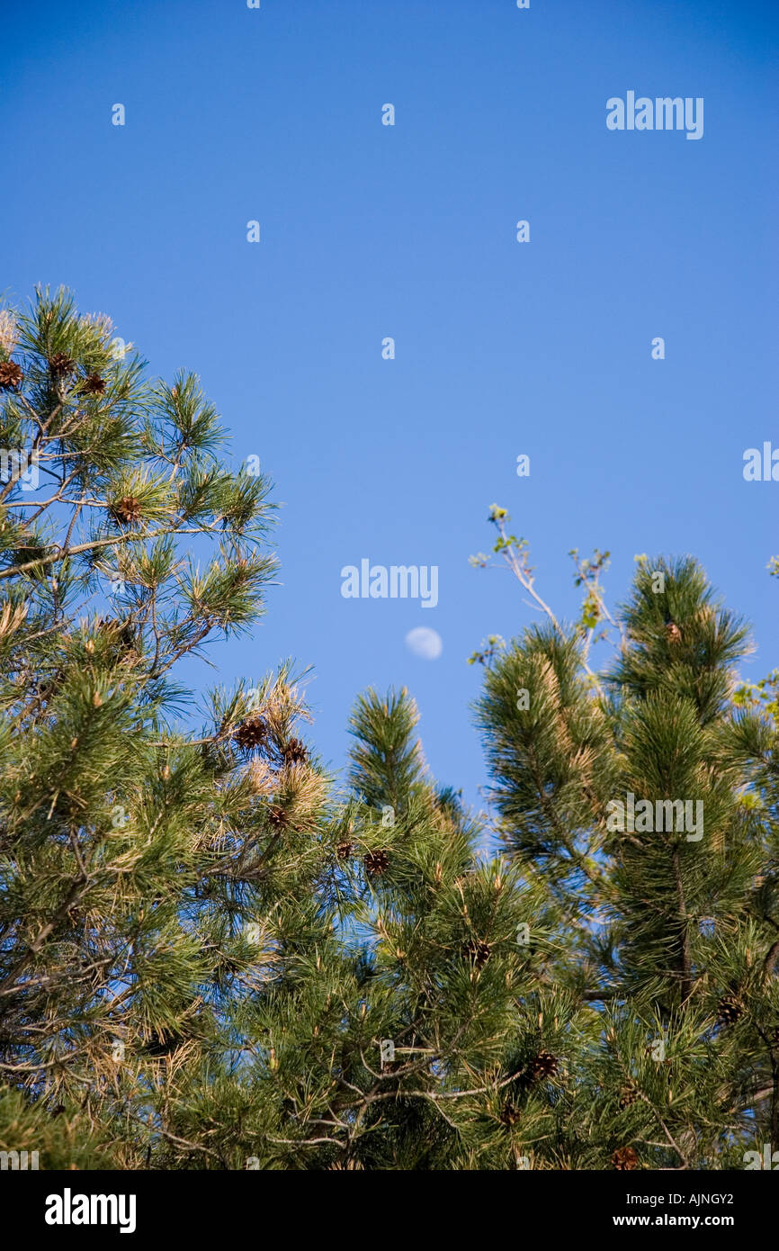 Moon, blue sky, pine trees Stock Photo - Alamy