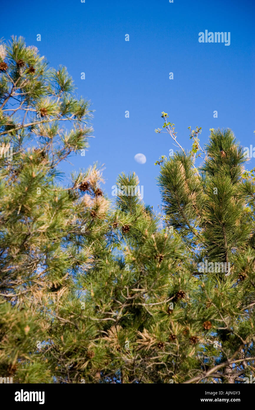 Moon, blue sky, pine trees Stock Photo - Alamy