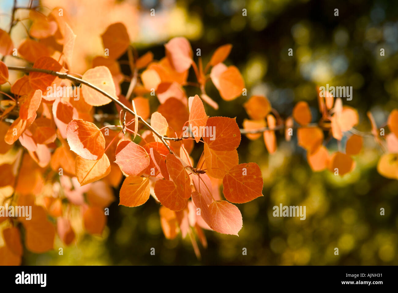 Aspin leaf hi-res stock photography and images - Alamy