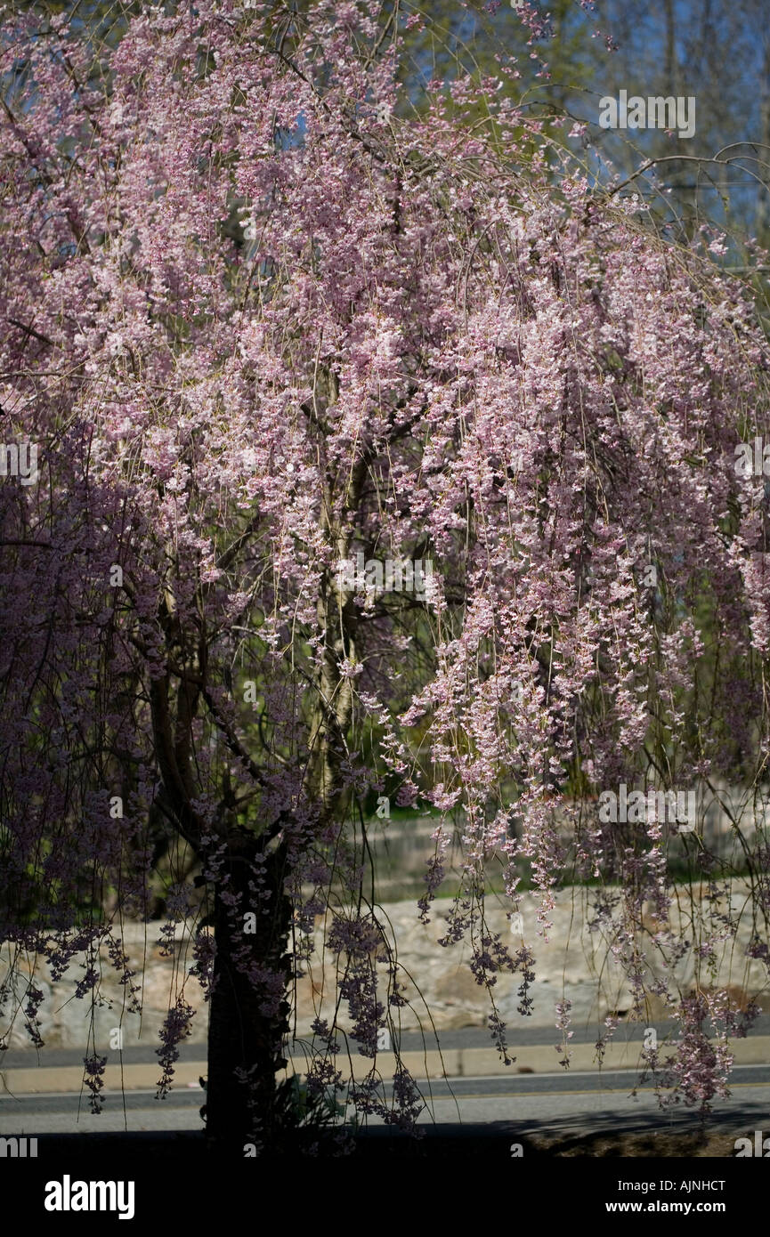 New England garden spring blooms Stock Photo - Alamy