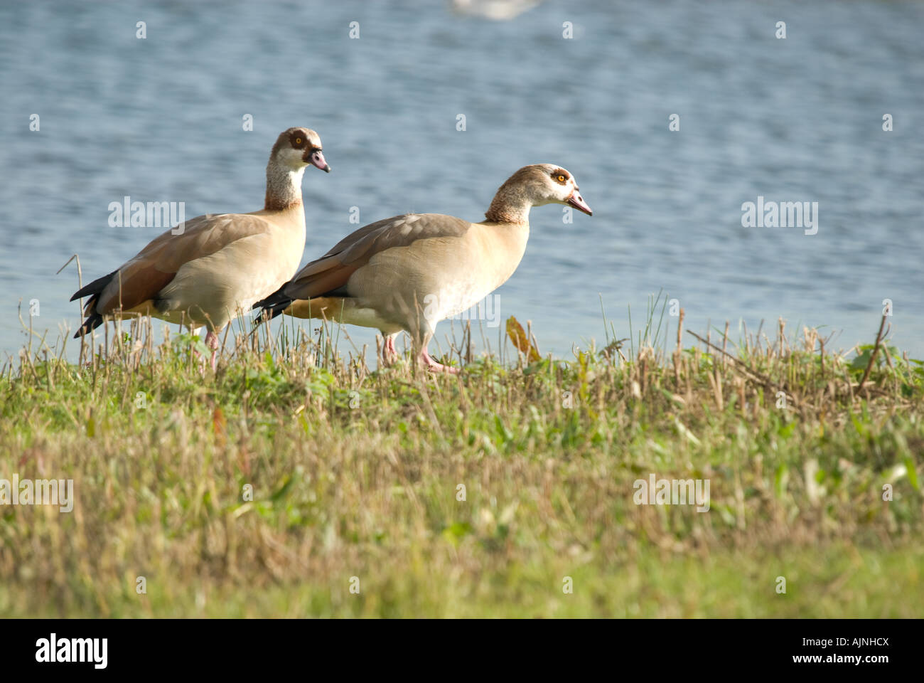 Egyptian Goose Alopochen aegyptiaca Stock Photo - Alamy