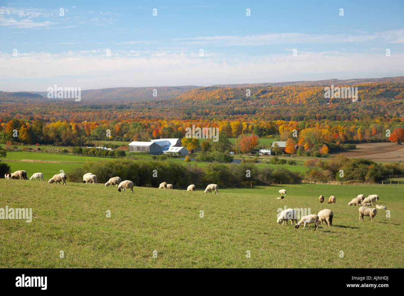 Sheep on hillside with fall colors in background in Finger Lakes Region ...
