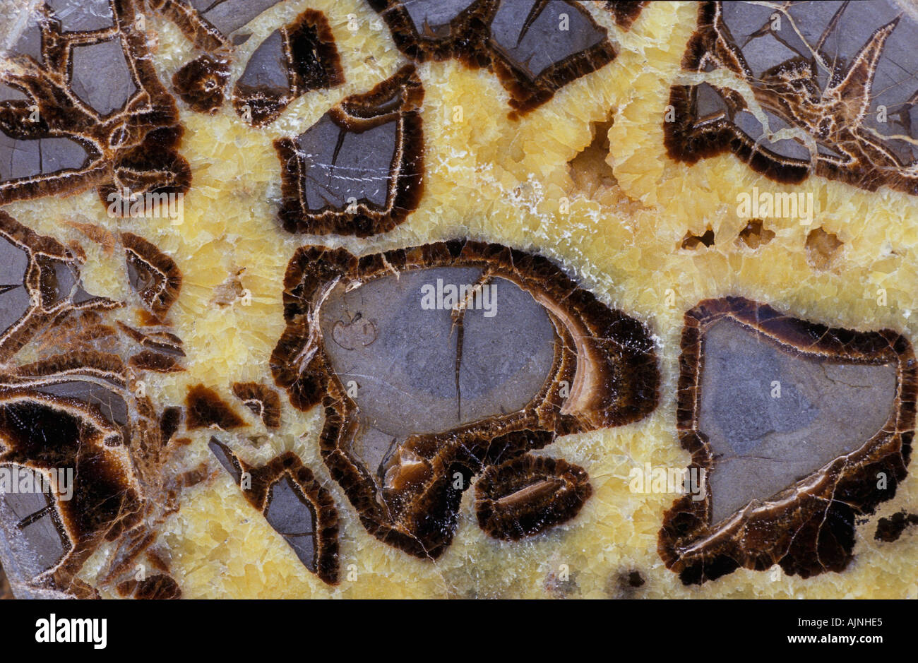 Septarian nodule detail Australia Horizontal Stock Photo - Alamy