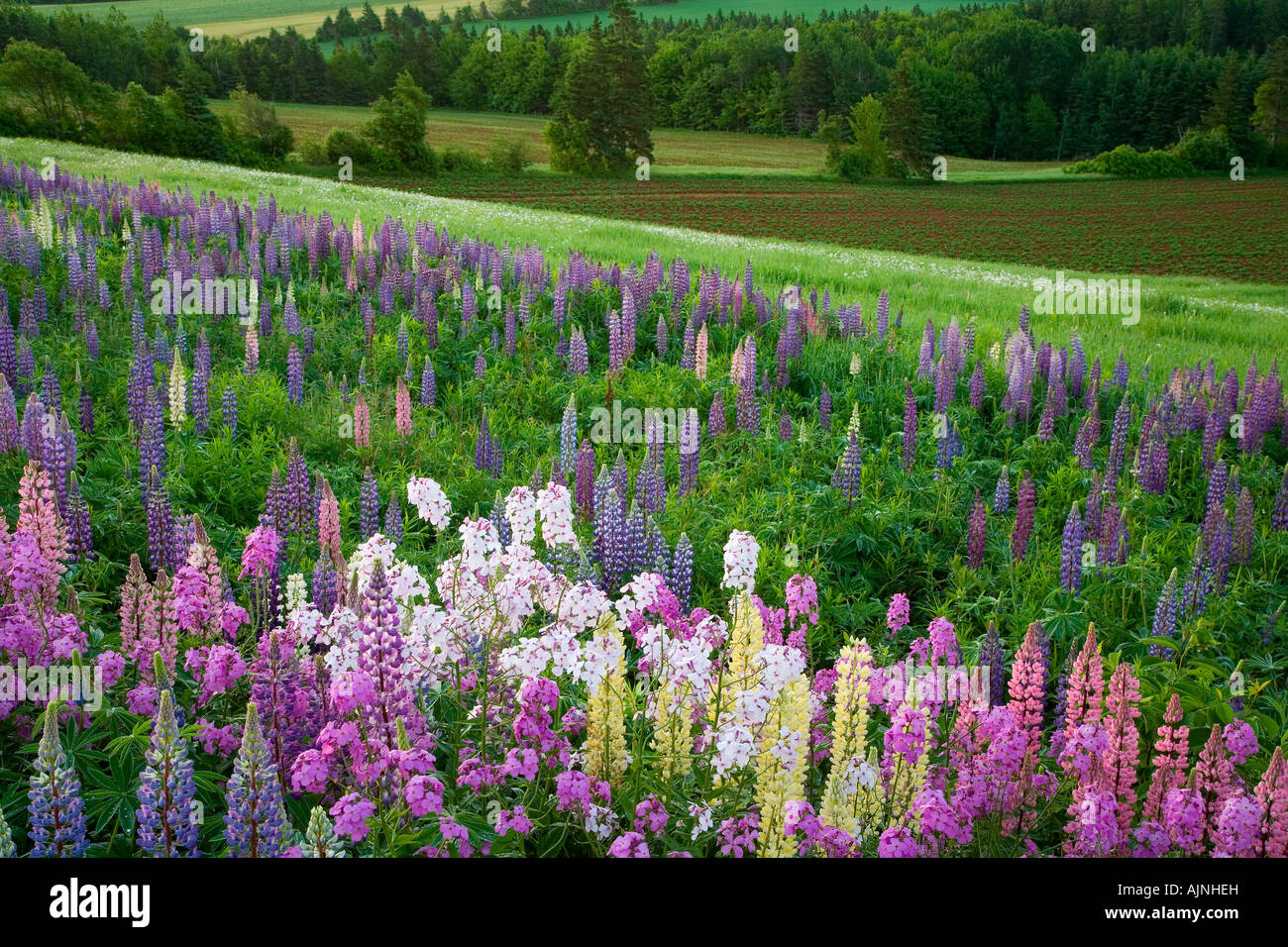 lupin and phlox flowers, Clinton, Prince Edward Island, Canada Stock ...