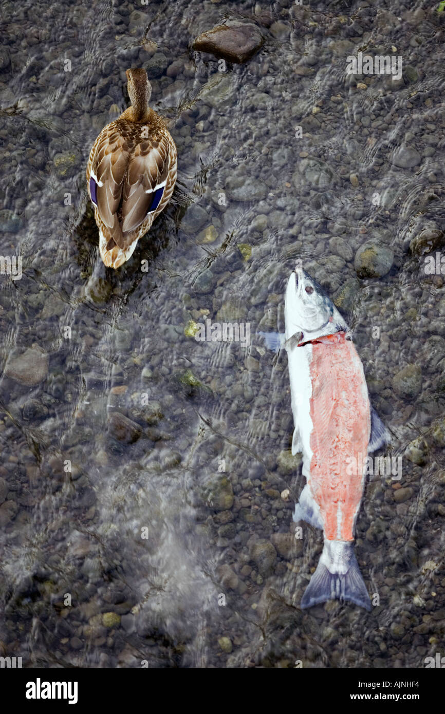 Dead salmon hi-res stock photography and images - Alamy