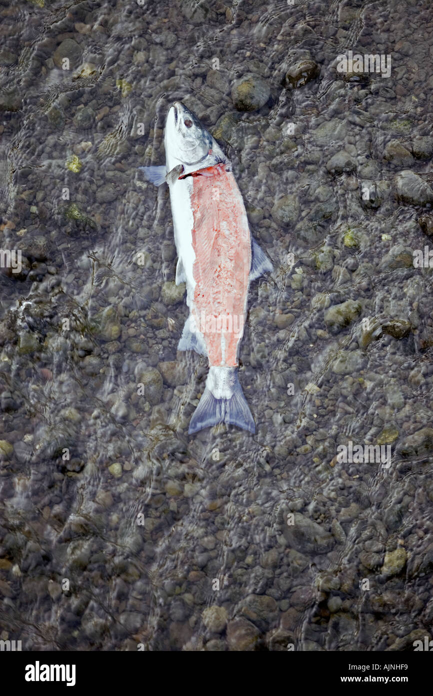 Dead salmon in Ship Creek in Downtown Anchorage Alaska Stock Photo - Alamy