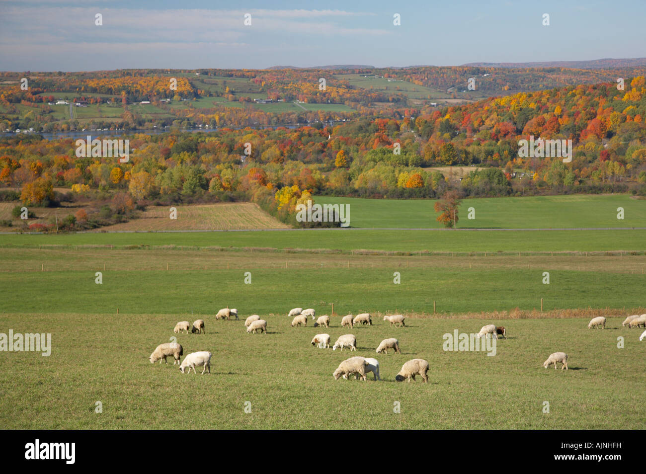 Sheep on hillside with fall colors in background in Finger Lakes Region ...