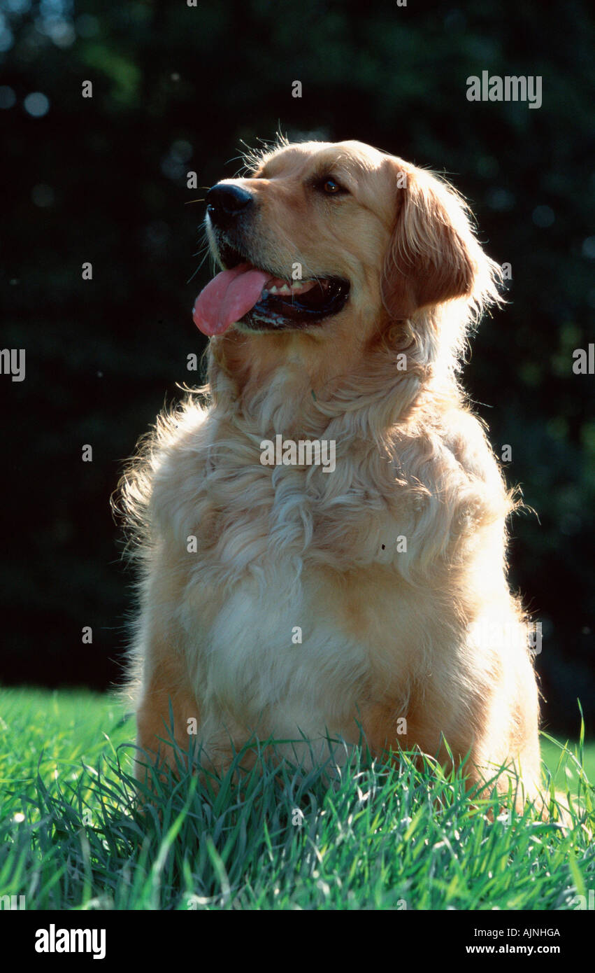 Light golden retriever hi-res stock photography and images - Alamy