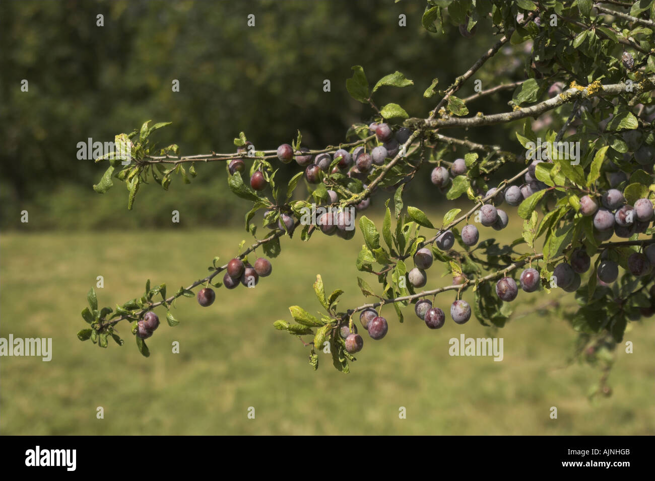 Sloes ripening on a Blackthorn Bush (Prunus Spinosa Stock Photo - Alamy