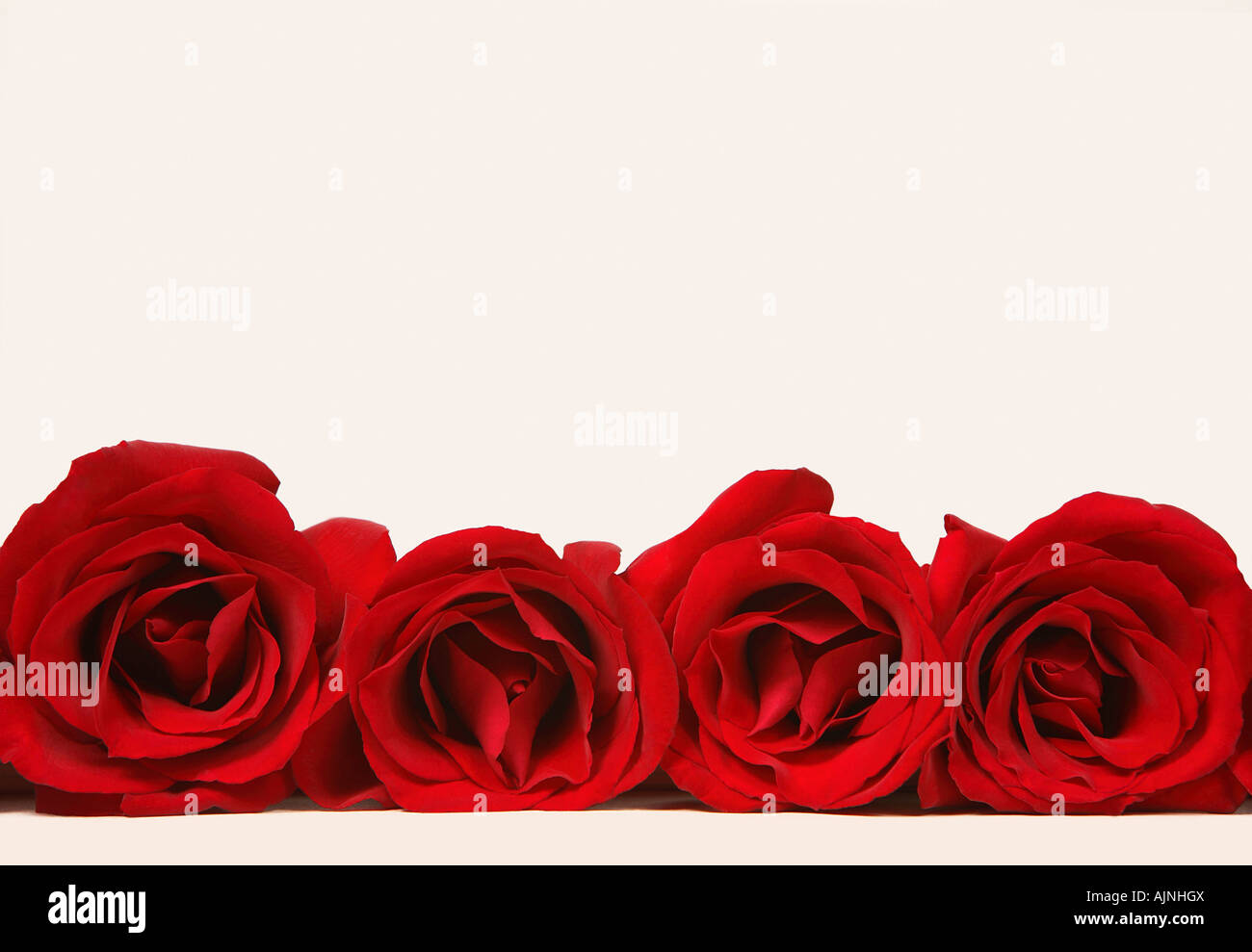 Row of red roses Stock Photo - Alamy