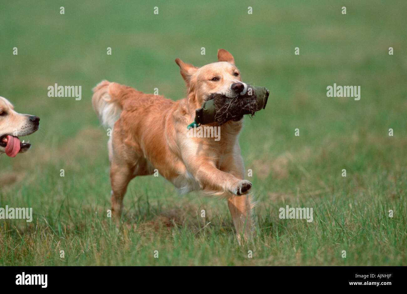 Golden Retriever retrieving dummy Stock Photo - Alamy