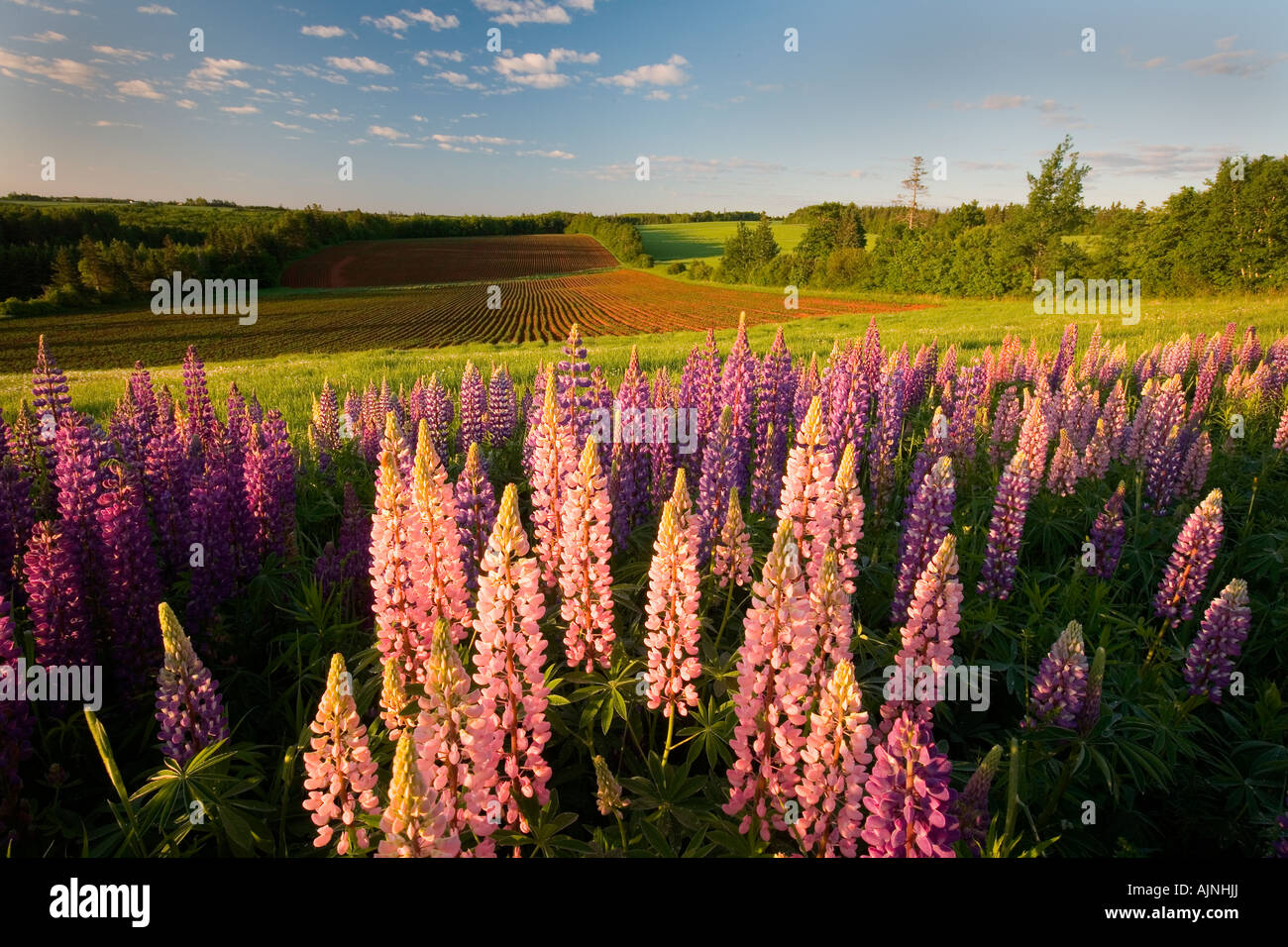 lupin flowers, Clinton, Prince Edward Island, Canada Stock Photo - Alamy