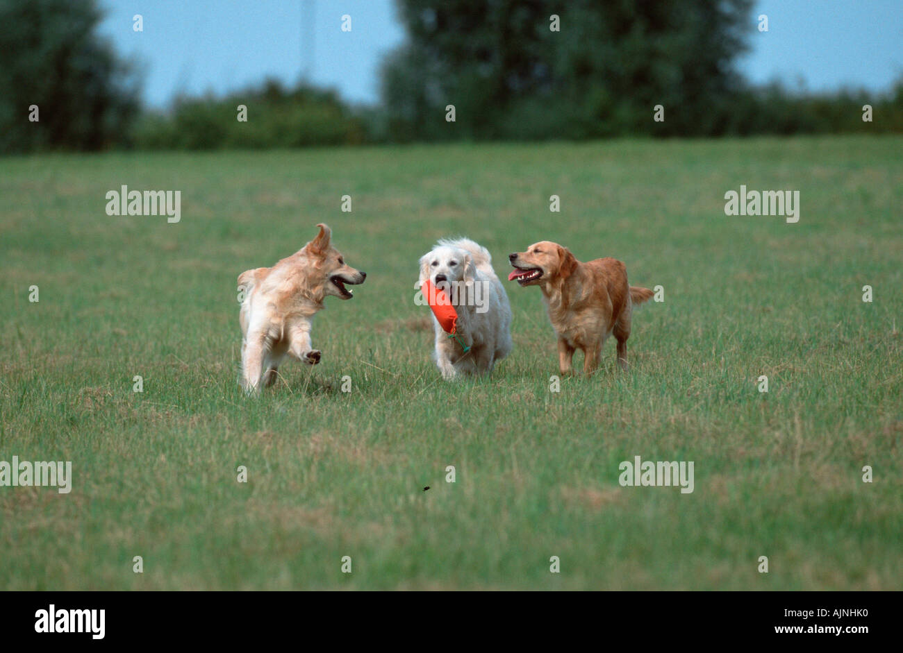 Golden Retriever retrieving dummy Stock Photo - Alamy