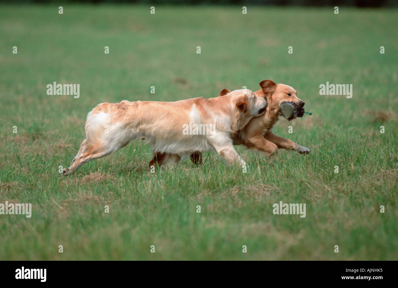 Golden Retriever retrieving dummy Stock Photo - Alamy