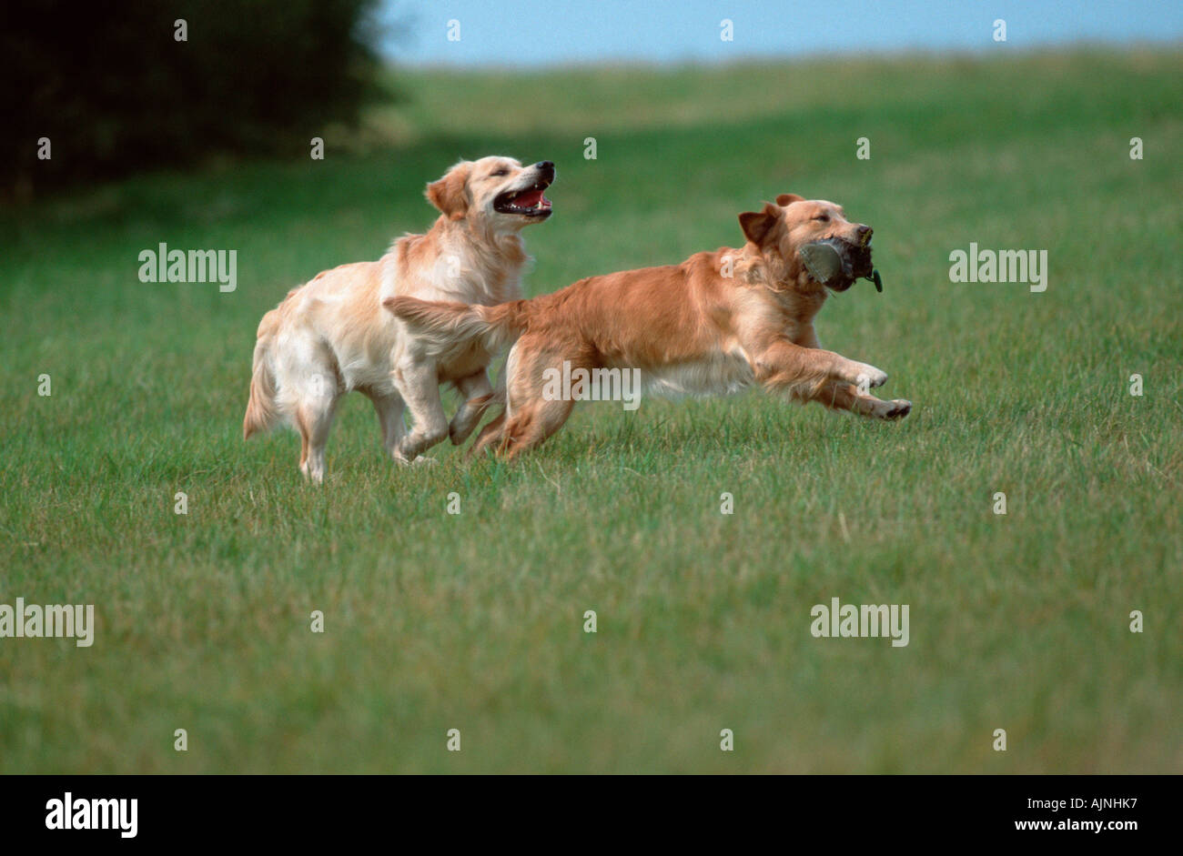 Golden Retriever retrieving dummy Stock Photo - Alamy