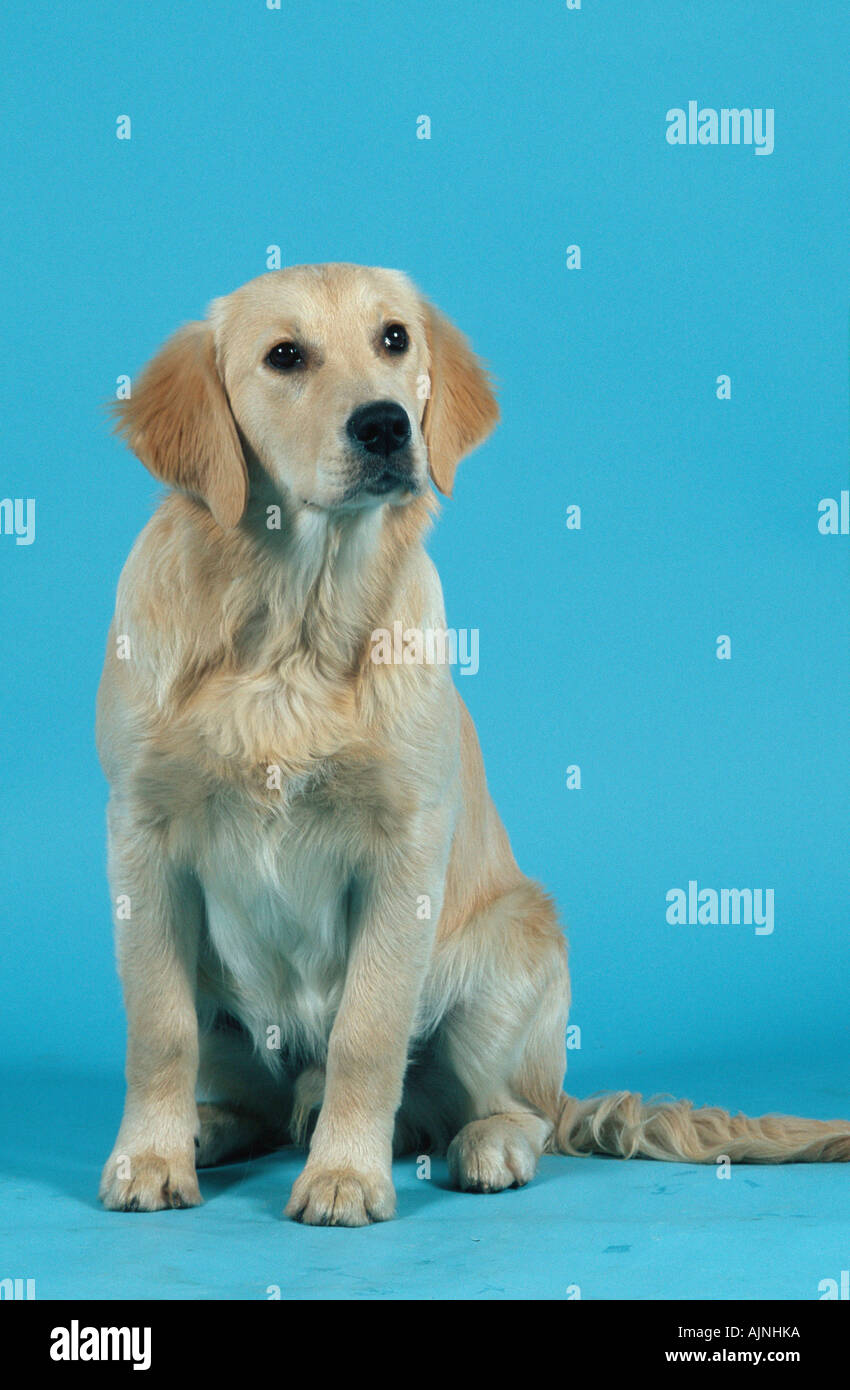 Alert golden retriever puppy sitting hi-res stock photography and ...