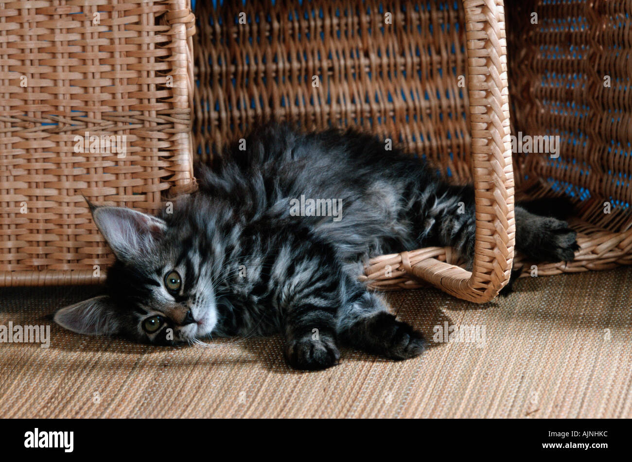 Norwegian Forest Cat kitten Stock Photo - Alamy