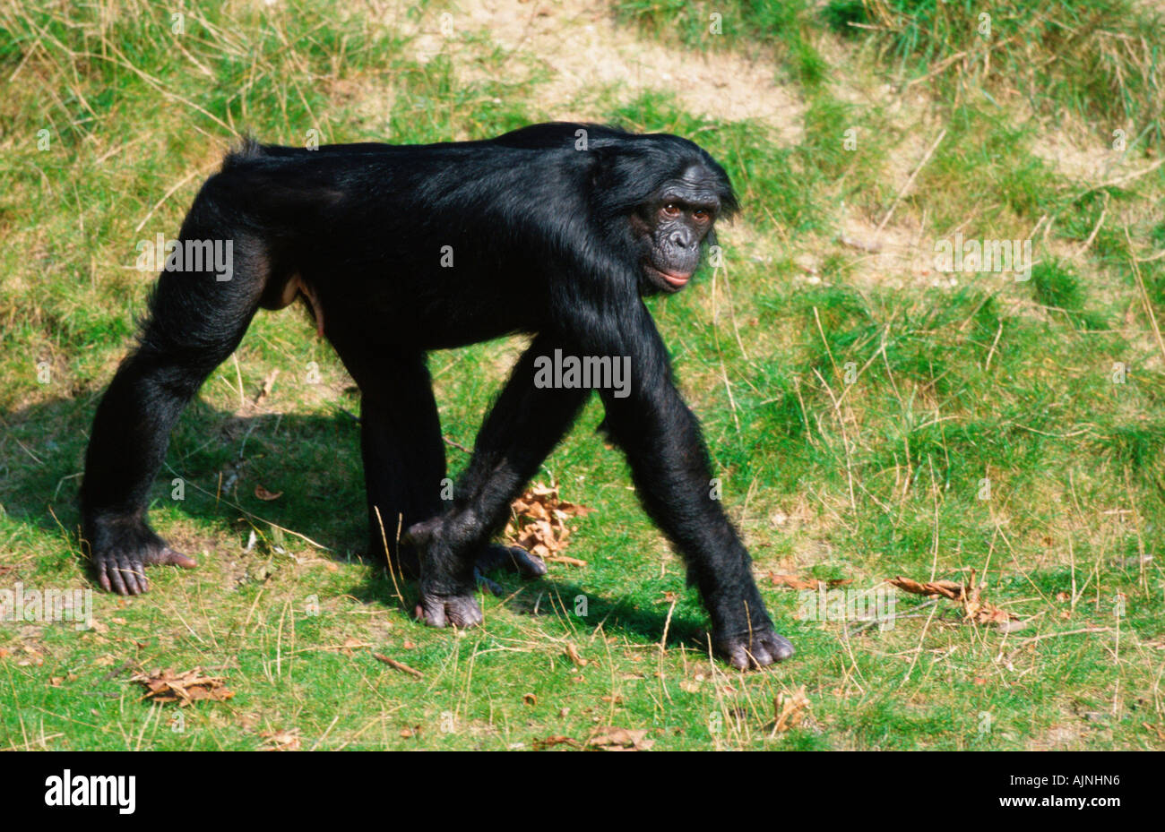 Bonobo male animal hi-res stock photography and images - Alamy