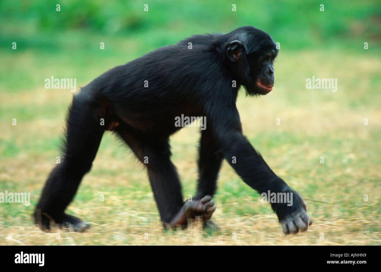 Bonobo male Pan paniscus Pygmy Chimpanzee Stock Photo - Alamy