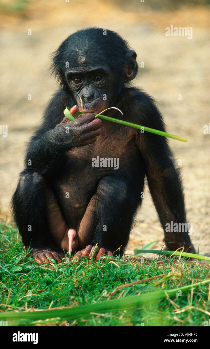 Young Bonobo Pan paniscus Pygmy Chimpanzee Stock Photo - Alamy