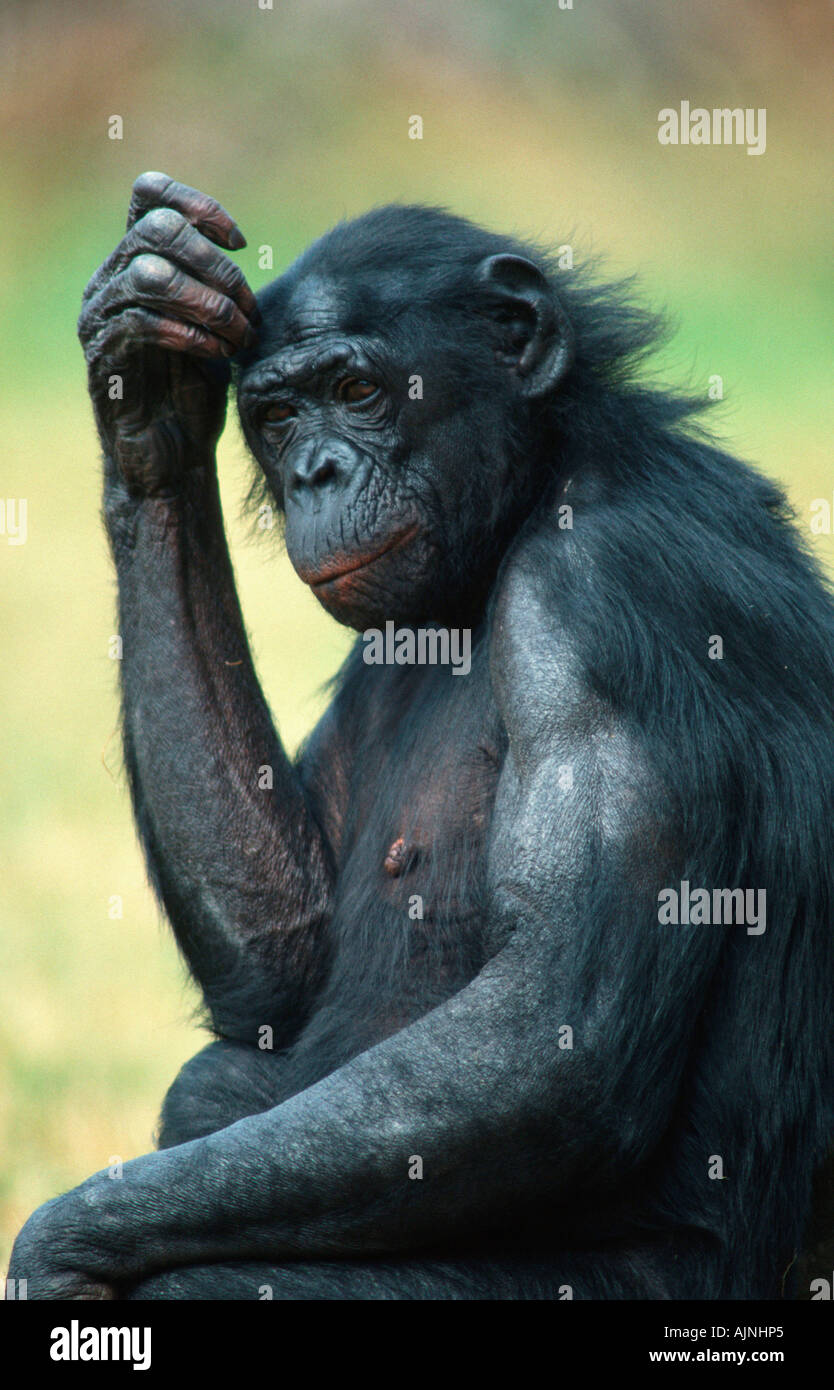 Bonobo female Pan paniscus Pygmy Chimpanzee Stock Photo - Alamy