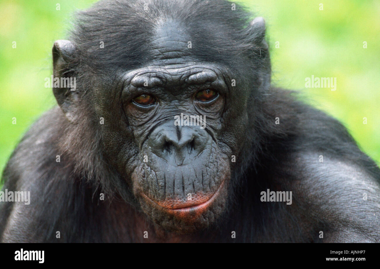 Bonobo female Pan paniscus Pygmy Chimpanzee Stock Photo - Alamy