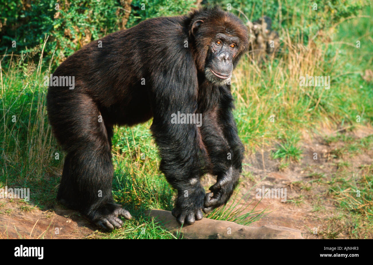 Chimpy chimpies chimpanzee hi-res stock photography and images - Alamy