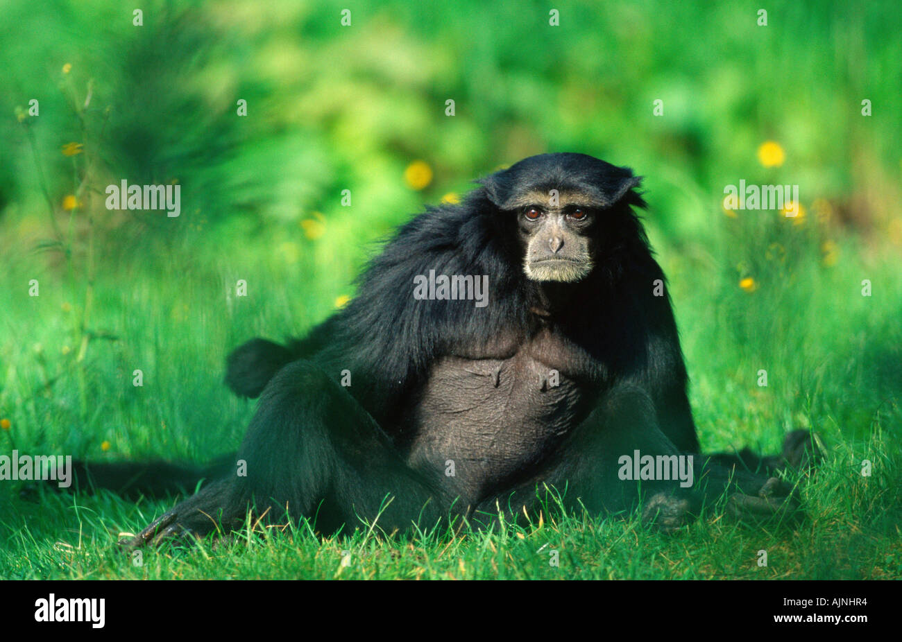 Siamang hylobates syndactylus hi-res stock photography and images - Alamy