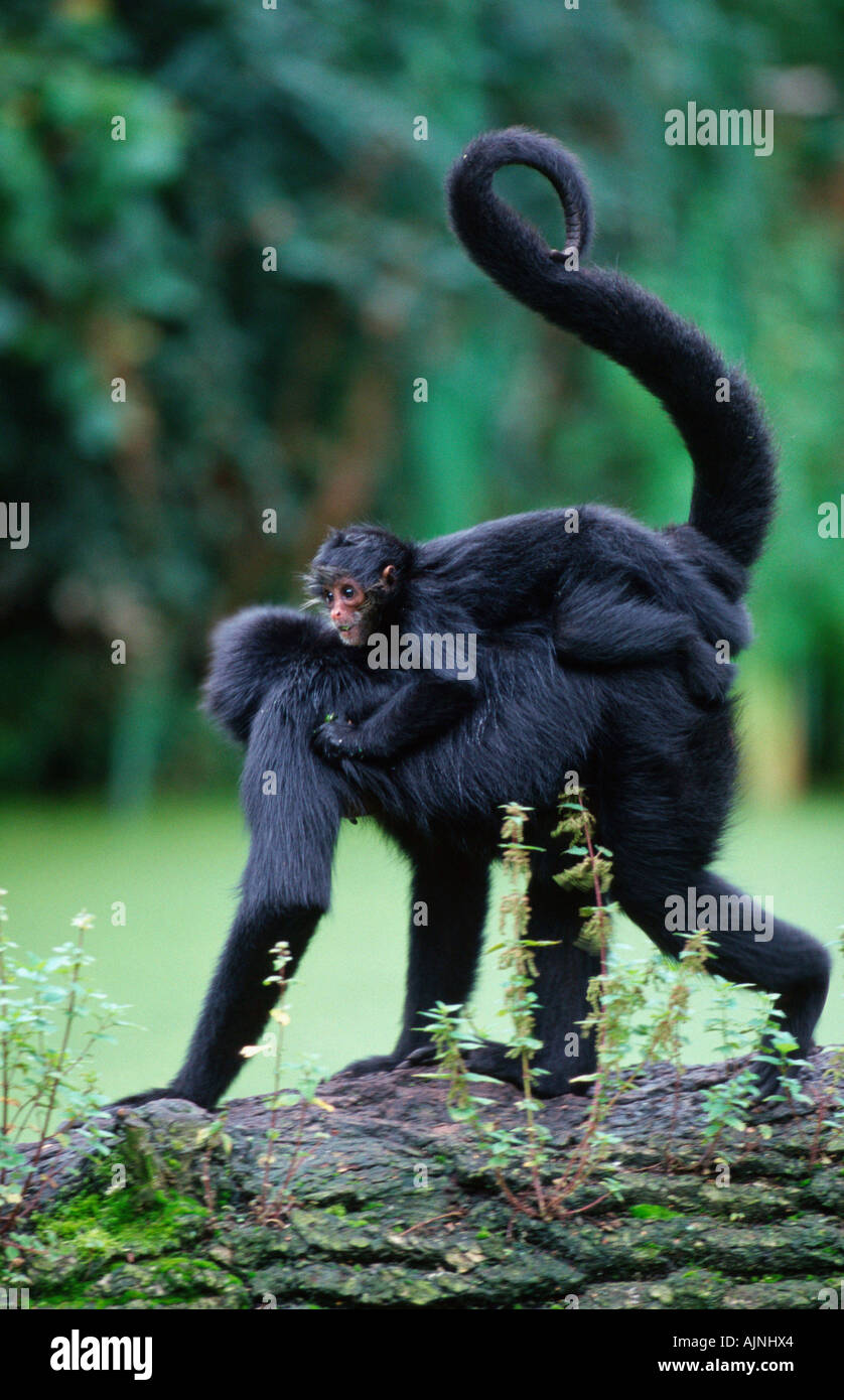 Black Spider Monkeys female with young Ateles paniscus Stock Photo - Alamy