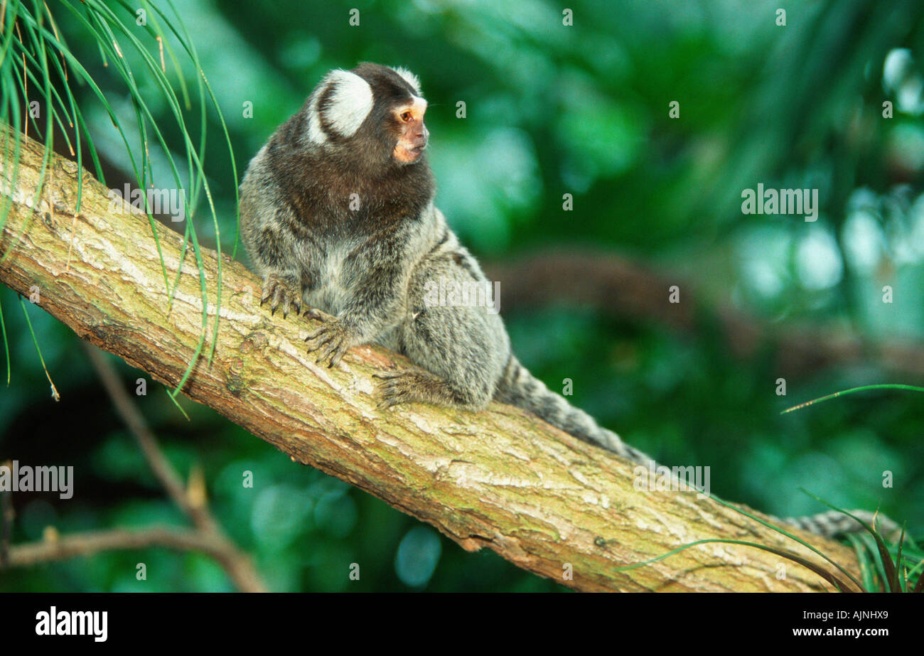 Common Marmoset Callithrix jacchus Stock Photo - Alamy