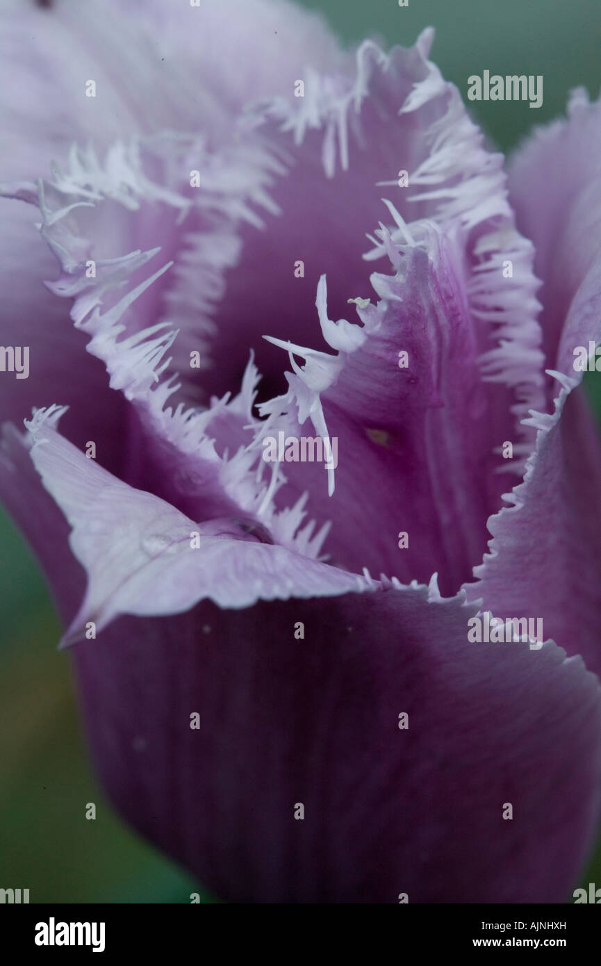 New England garden spring blooms Stock Photo - Alamy