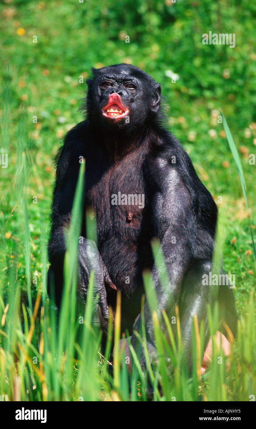 Bonobo female Pan paniscus Pygmy Chimpanzee Stock Photo - Alamy
