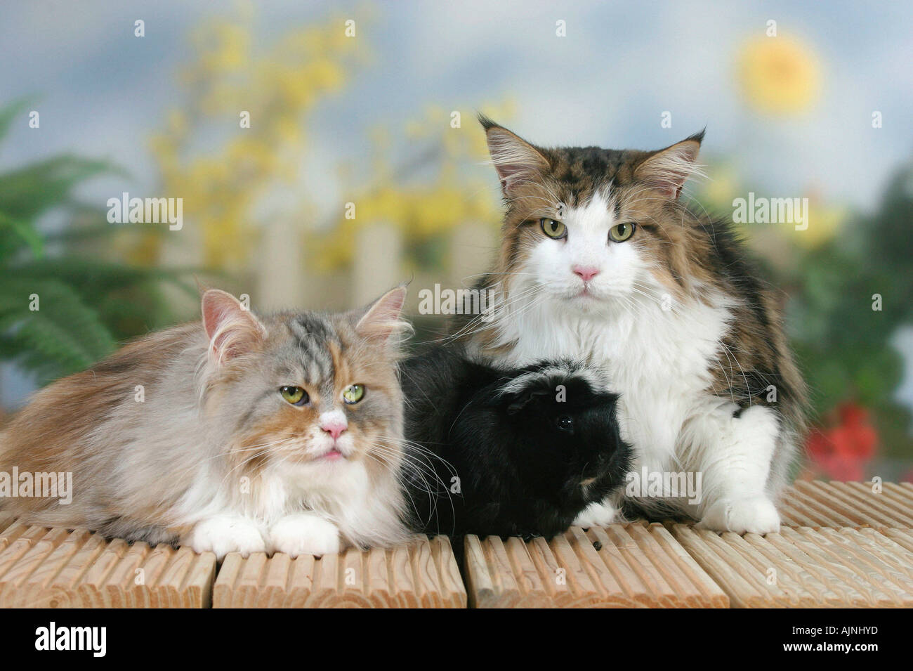 Maine Coon Cats and Abyssinian Guinea Pig Stock Photo - Alamy