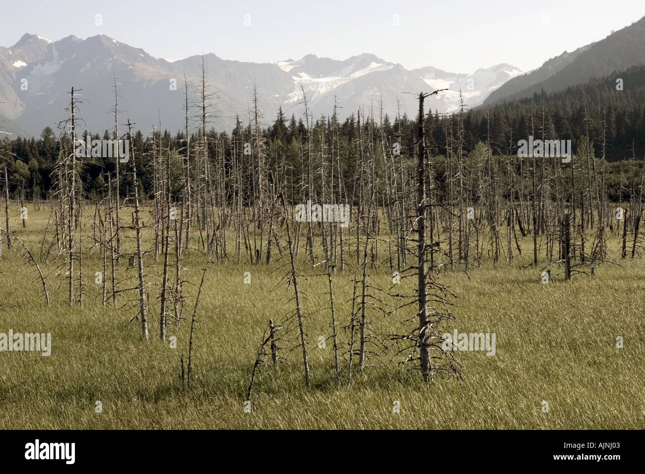 Trunks of dead conifers adorn the landscape near Virgin Creek in the ...