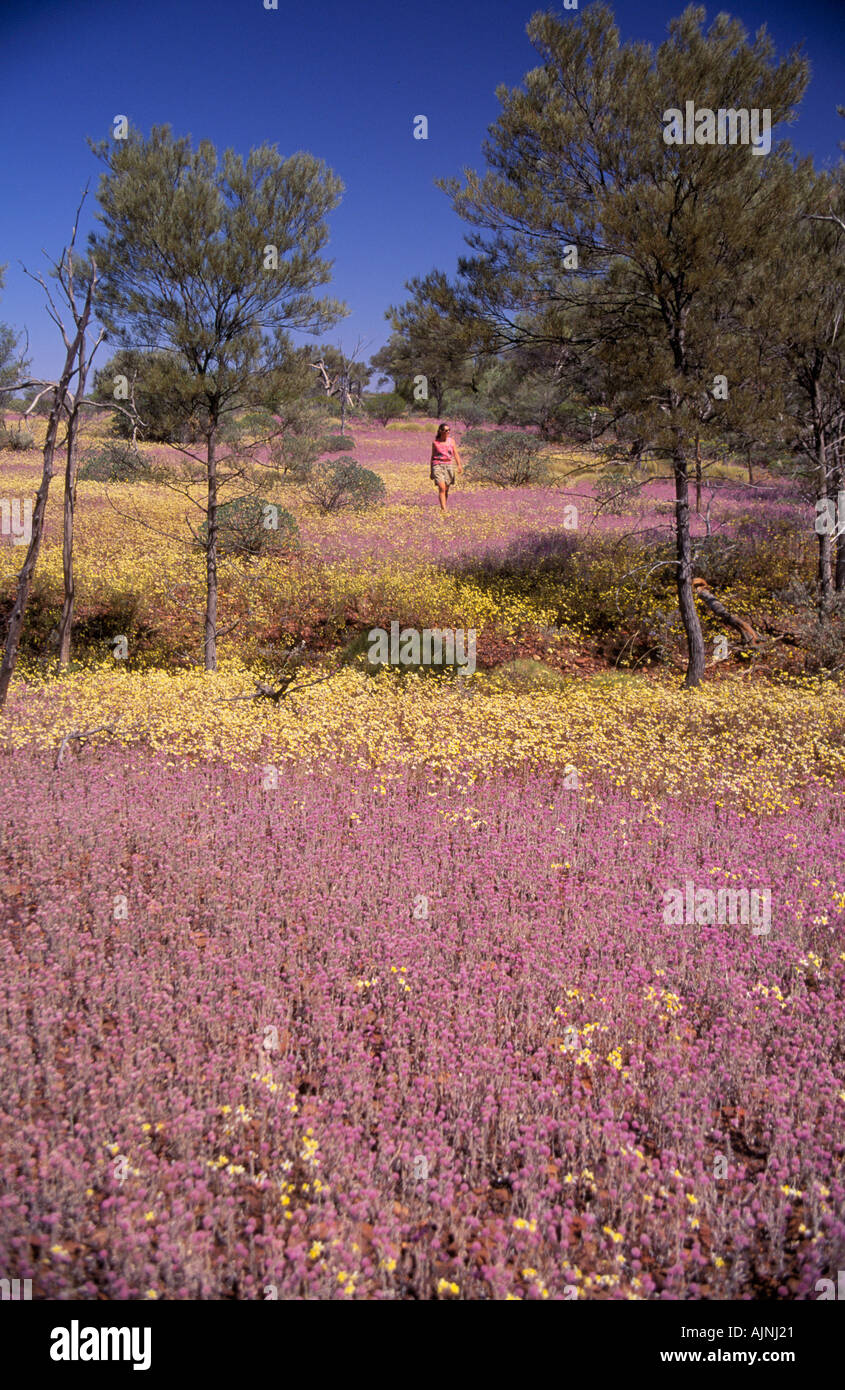 Wildflowers in mulga scrub Western Australia Stock Photo - Alamy