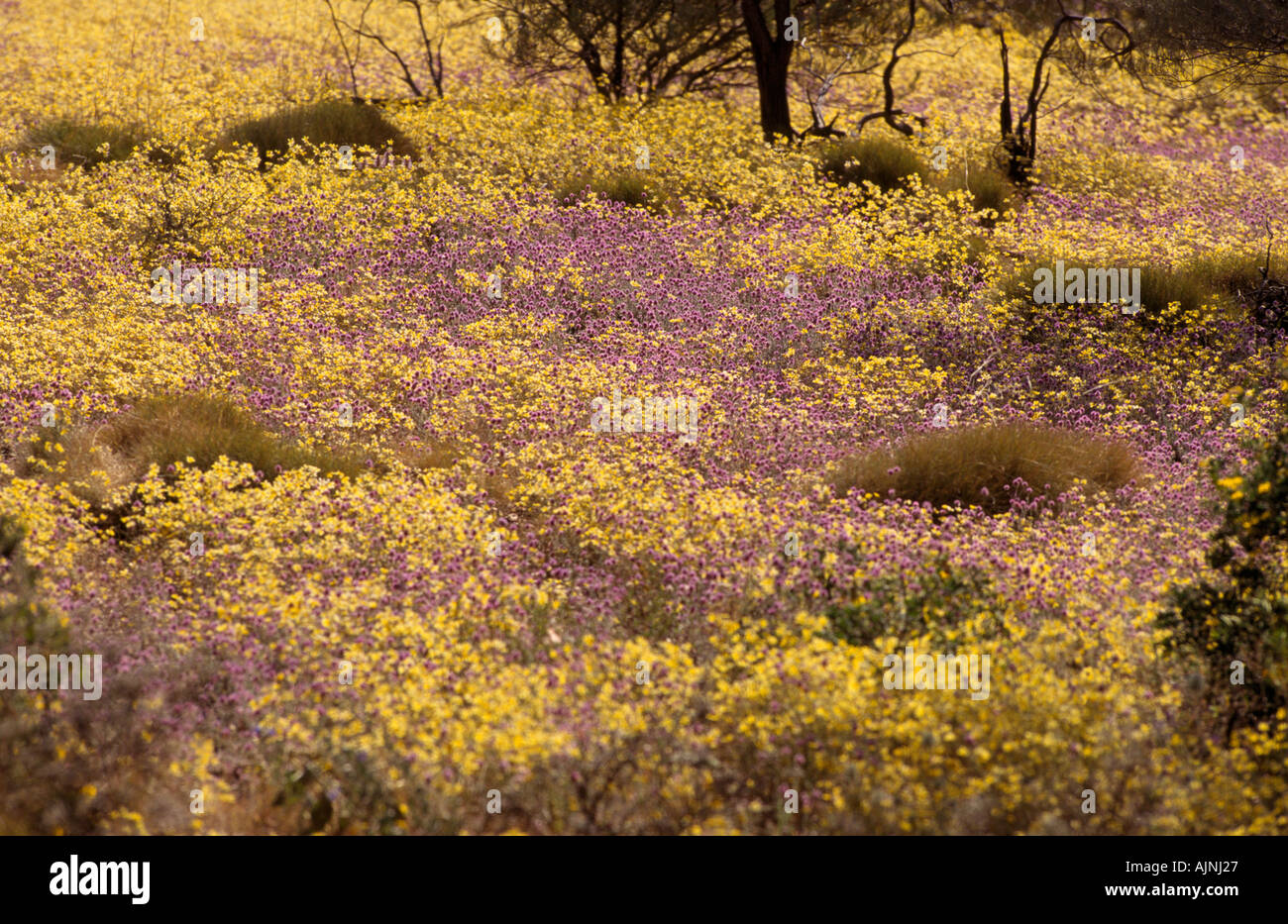 Wildflowers in mulga scrub Western Australia Stock Photo - Alamy