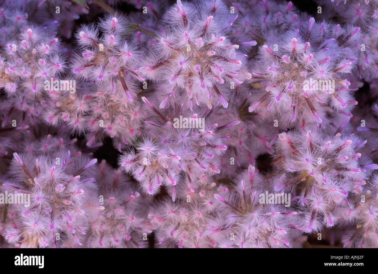 Australian wildflowers mulla mulla hi-res stock photography and images ...