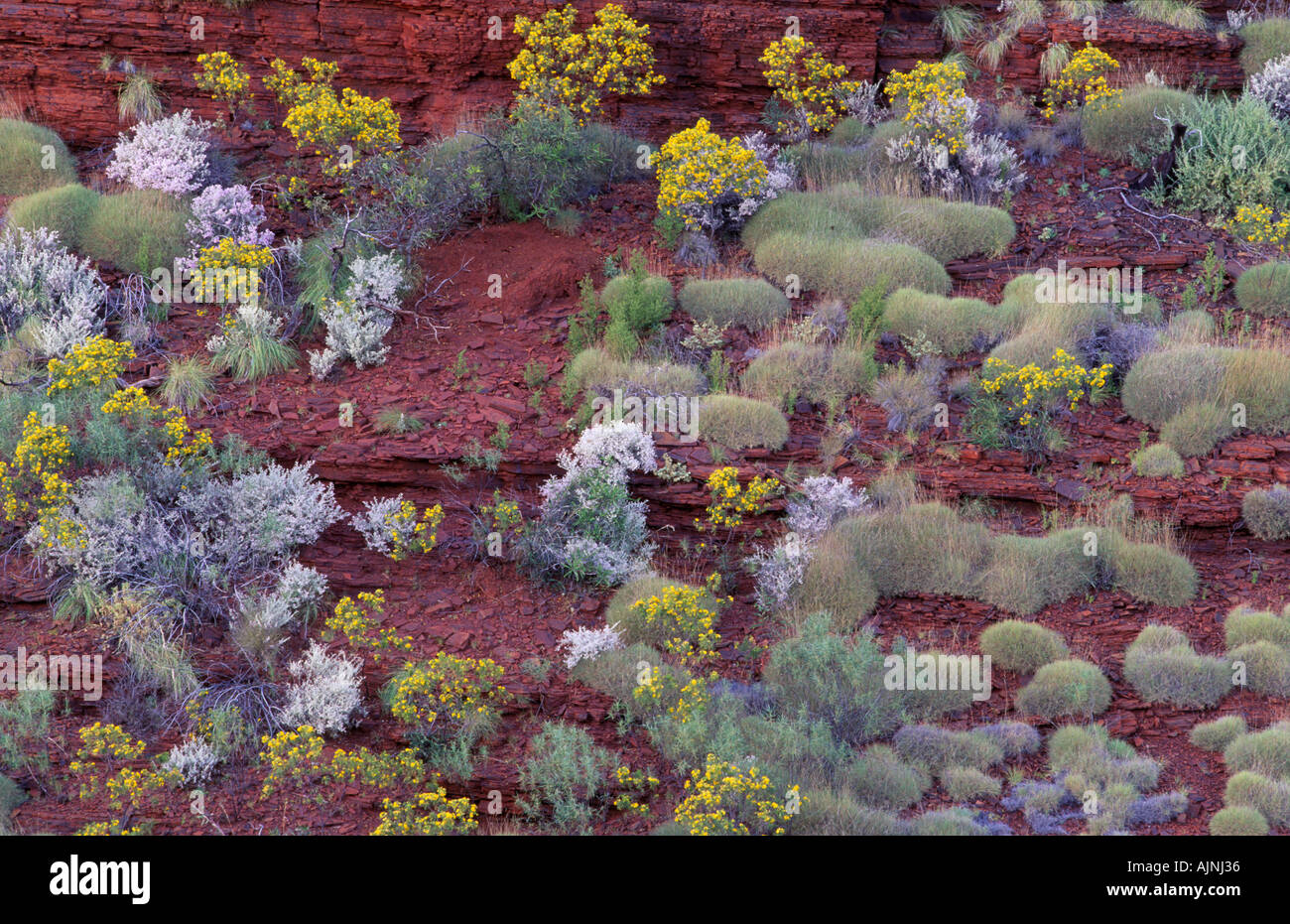 Wildflowers Hancock Gorge Karijini Hamersley Range National Park ...