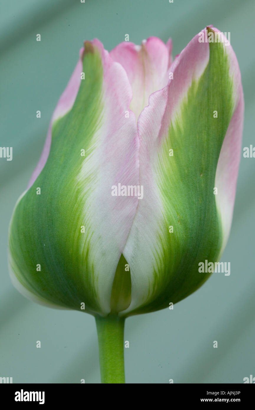 New England garden spring blooms Stock Photo - Alamy
