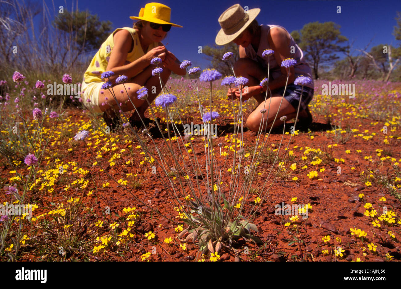Spring wildflowers Karijini Hamersley Range National Park Central ...