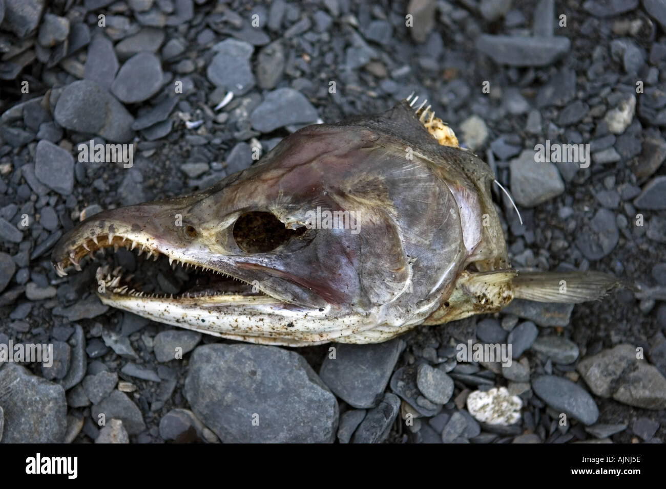 Dead salmon hi-res stock photography and images - Alamy