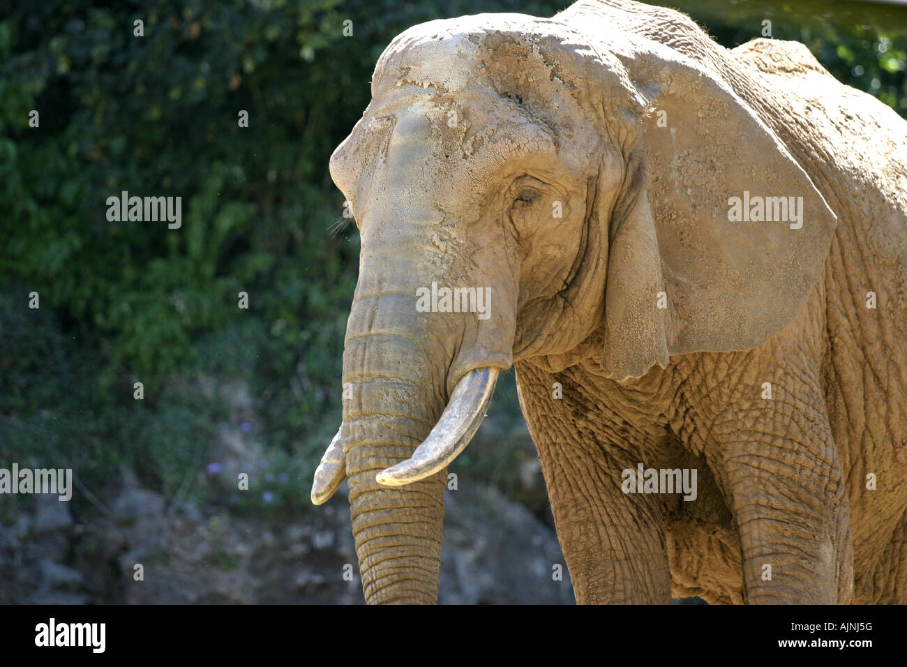 Elepahnt tusks hi-res stock photography and images - Alamy