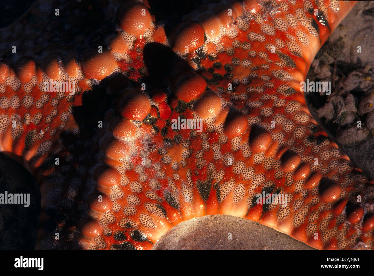 Five point star fish hi-res stock photography and images - Alamy
