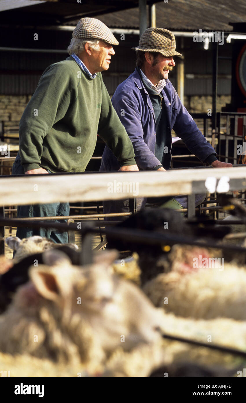 English countryside cattle farmer hi-res stock photography and images ...
