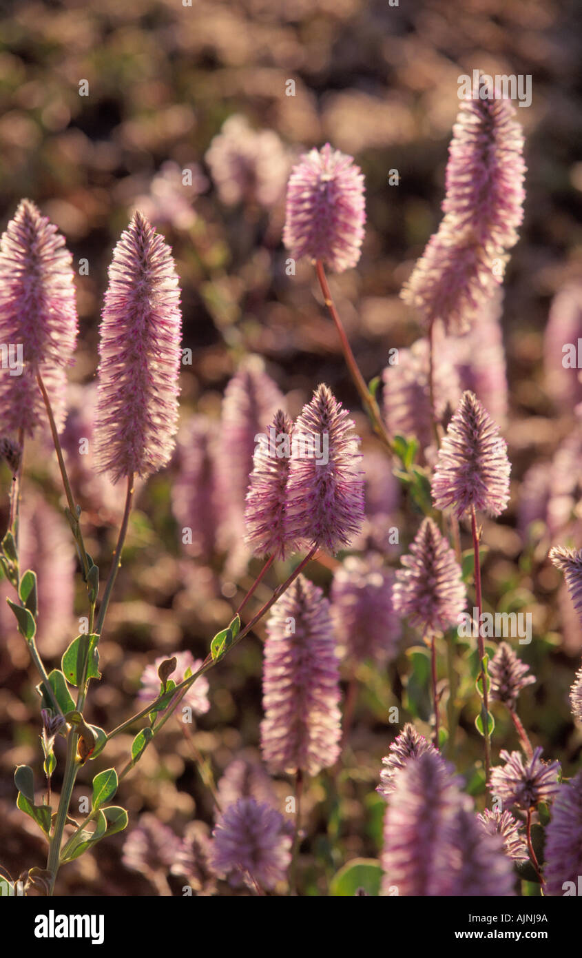 Pink mulla mulla wildflowers Western Australia Stock Photo - Alamy