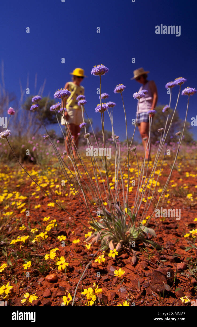 Spring wildflowers Western Australia Stock Photo - Alamy