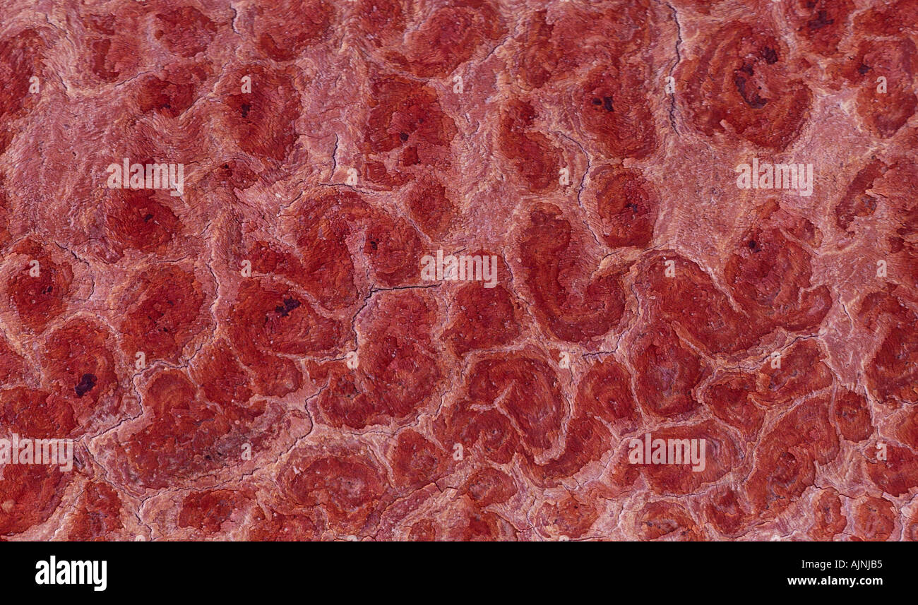 Bloodwood bark detail, Australia Stock Photo - Alamy